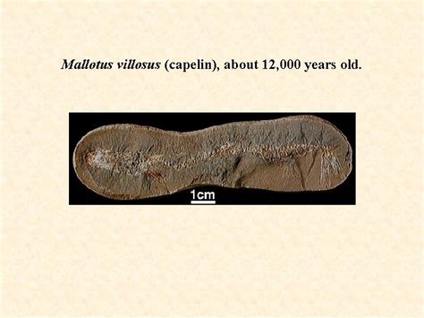 Fossils Defined Types Of Fossils Fossilization Mass Extinctions