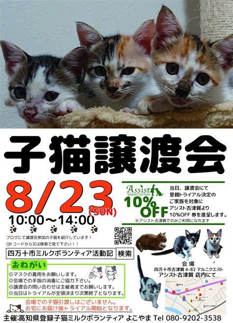 譲渡会のチラシ完成 高知県子猫ミルクボランティア活動記