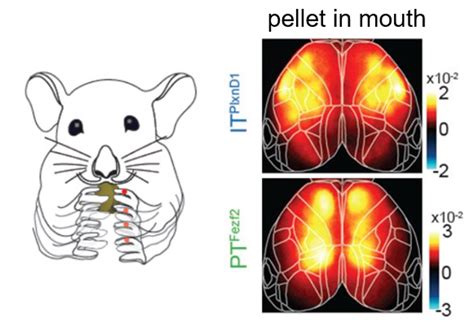 Neural Activity Patterns For PT And IT Pyramidal Subtypes During A Sensorimotor Task
