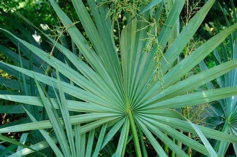 Sabal Minor Dwarf Palmetto Palm Shades Of Green Inc