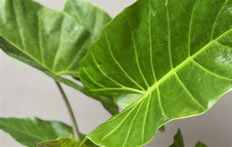 همه‌چیز درباره‌ی گل بابا آدم؛ انواع، خصوصیات و نکات کشت • دیجی‌کالا مگ