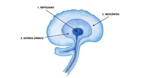 El Neocórtex Neocorteza O Isocórtex Es La Estructura Que En Los Seres