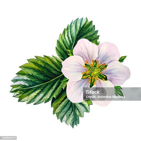 잎이 있는 딸기 꽃입니다 수제 수채화 그림입니다 그것을 격리하십시오 포장 라벨 및 전단지용 현수막 엽서 스티커 등 0명에 대한 스톡 벡터 아트 및 기타 이미지 Istock