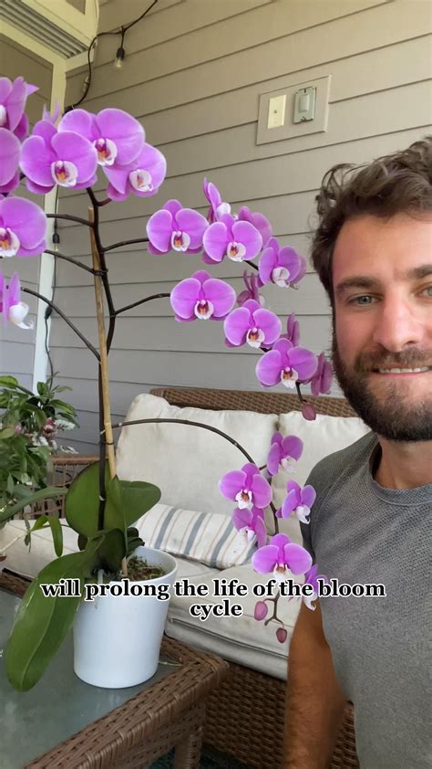 Orchid Care Tips Growing Phalaenopsis Orchids Artofit