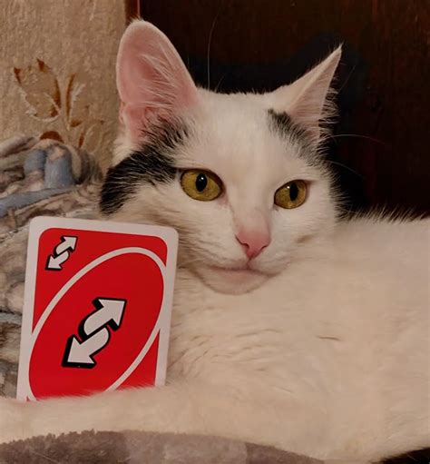 Cat Uno Reverse