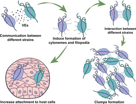 Trichomoniasis Parasite