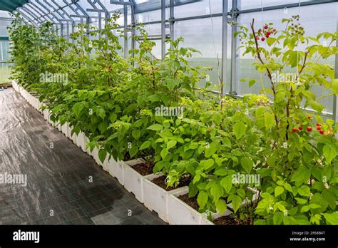 Raspberry Cultivation Raspberry Mother Plant In A Greenhouse Raspberry Plants Growing In A