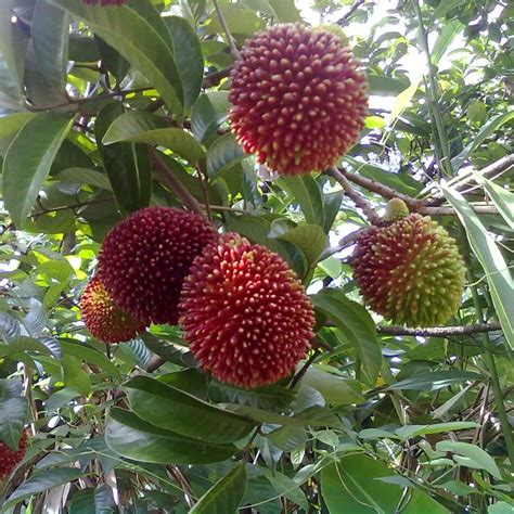 Pulasan Red Nephelium Mutabile Fruit Plant M Tech Gardens