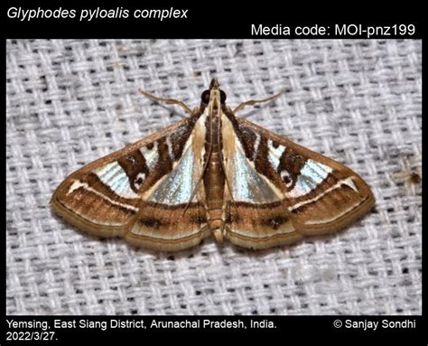 Glyphodes Pyloalis Complex Walker 1859 Moths