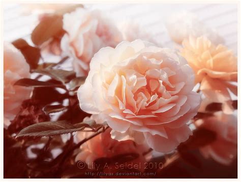 Bellissima By `lilyas On Deviantart Flores Bonitas Flores Rosas Bonitas