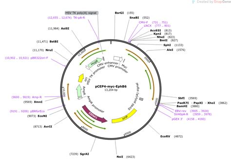 Addgene Pcep4 Myc Ephb6