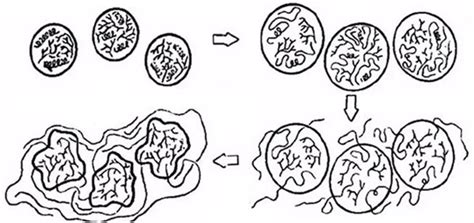 淀粉粒的三种形态简图 淀粉粒的三种图片 淀粉粒显微图怎么画 大山谷图库