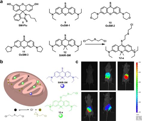A Chemical Structures Of Fluorescent Probes 8 12 That Enabled The Download Scientific Diagram