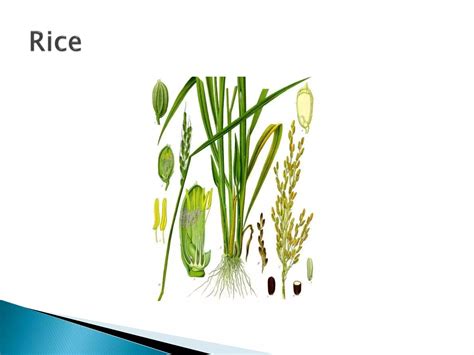 Root Characteristics Types Structure And Functions Pptx