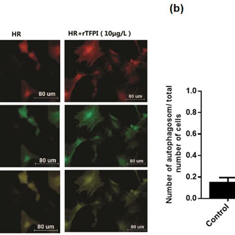 The Purity Identification Of Primary Cardiomyocytes Download Scientific Diagram
