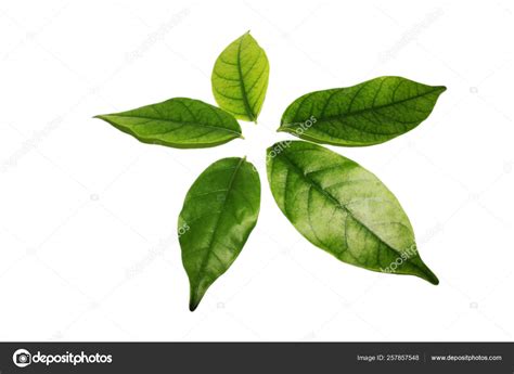Five Tree Leaves Background Stock Photo YAYImages