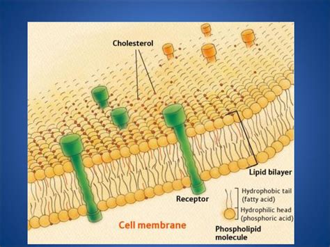 PLASMA MEMBRANE DIFFUSION GOING FROM AN AREA OF A HIGH CONCENTRATION TO ONE OF LOW CONCENTRATION