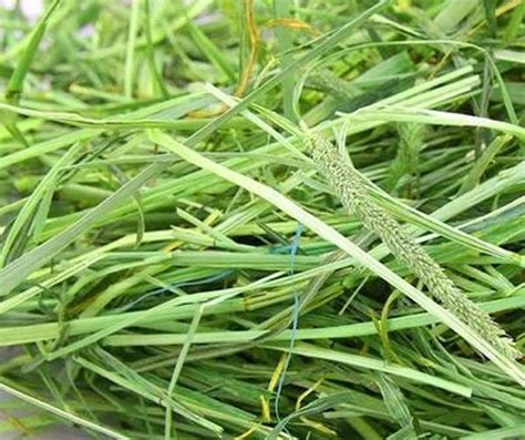 猫尾草的生长过程和种植过程 绿宝园林网