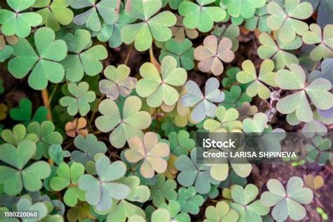 클로버 잎 세 잎 토끼풀 자연 배경에 세인트 패트릭 의 날의 상징 선택적 초점 3월에 대한 스톡 사진 및 기타 이미지 3월 아일랜드 북유럽 봄 Istock