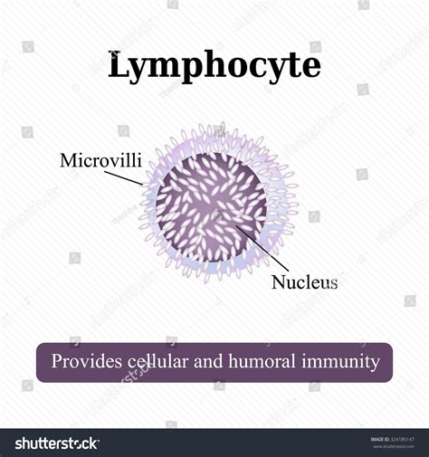 Lymphocytes Diagram Labelled