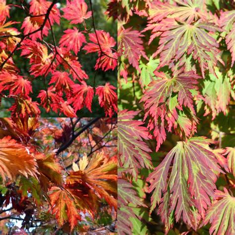 Seeds For Planting Acer Japonicum Aconitifolium Dry Seed Fern Leaved