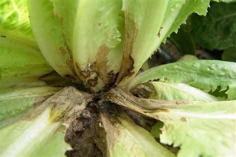 How To Identify And Prevent Common Lettuce Diseases