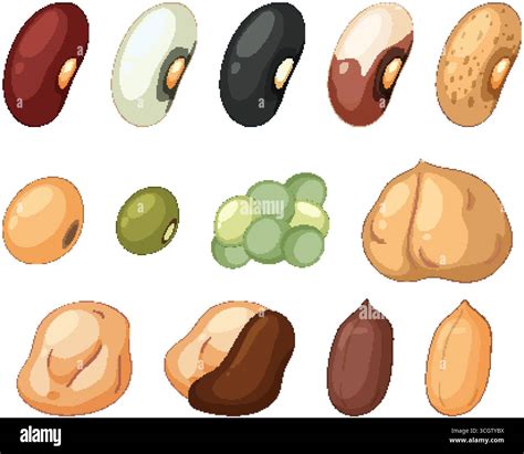 Colorful Vector Illustration Of Assorted Beans And Legumes In Flat
