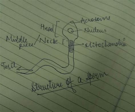 Question Draw A Labeled Diagram Of Sperm Class Biology Human Reproduction Page