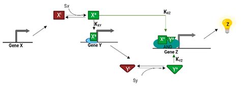 Feedforward Loops Evolutionary Conserved Network Motifs Redesigned For Synthetic Biology
