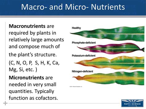 Agenda 10 14 Plant Nutrition Lecture Plant Nutrition Skits Ppt Download