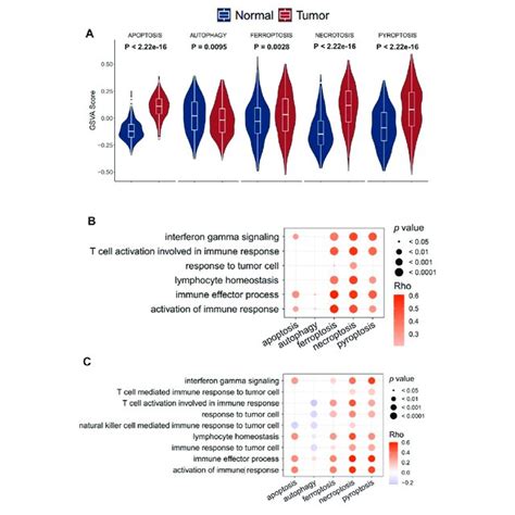 Identification Of The Immune Cell Death Pathway A Gsva Score Of Download Scientific