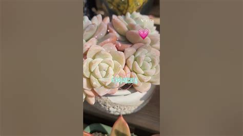 맑고 고와서 눈길이아이시그린라니다육 다육식물 Youtube