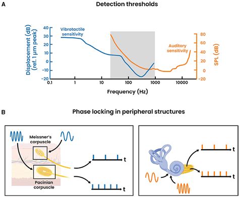Frontiers Enhanced Neural Phase Locking Through Audio Tactile Stimulation