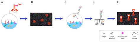 Multiplex Immunohistochemistry Immunofluorescence Mihc If Techniques Encyclopedia Mdpi
