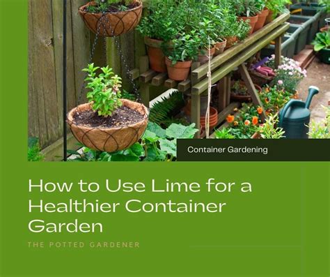 Successfully Growing Lime Trees In Pots Full Beginners Guide The