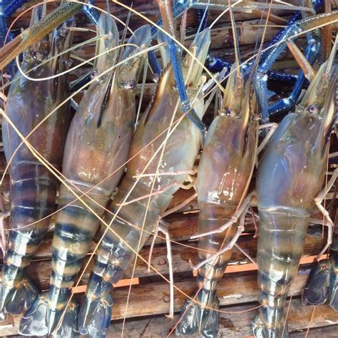 រយៈពេល៥ឆ្នាំ កសិដ្ឋានចិញ្ចឹមបង្កង១០កន្លែងនៅខេត្តតាកែវ