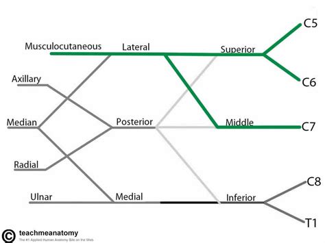 The Brachial Plexus Sections Branches Teachmeanatomy