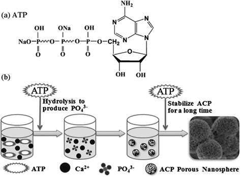 Schematic Diagrams A Chemical Structure Of Adenosine 5 0