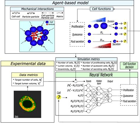 Figure 1 From A Hybrid Physics Based And Data Driven Framework For Cellular Biological Systems