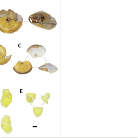 Shells Damaged By Predators Collected From Rock Anvils A C