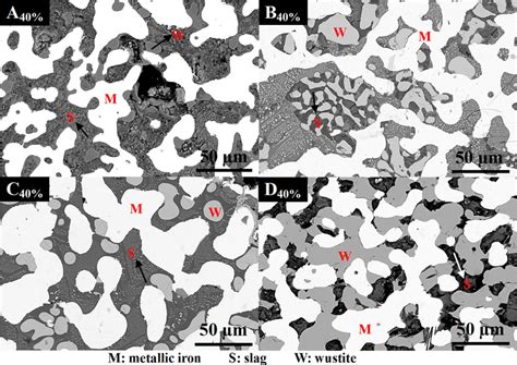 The Sem Micrographs Of The Samples Interrupted At 40 Shrinkage