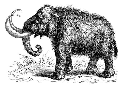 Woolly Mammoth Scientists ‘two Years Away From Creating Hybrid Embryo