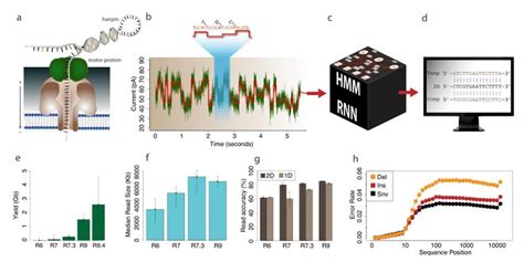 Overview Of Nanopore Sequencing Goglides Dev 🌱