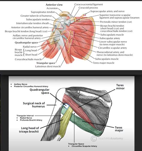 Diagram Of Quadrangular Space And Triangular Space Quizlet Diagram Of Quadrangular Space And Triangular Space Quizlet