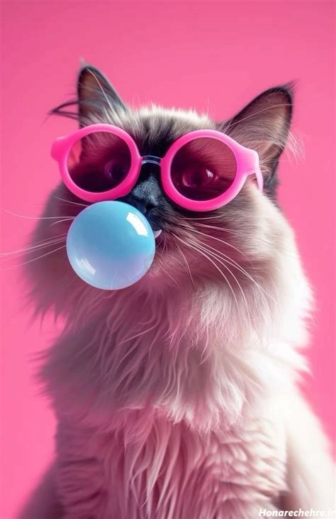 35 عکس از والپیپر گربه کیوت برای عاشقان حیوانات