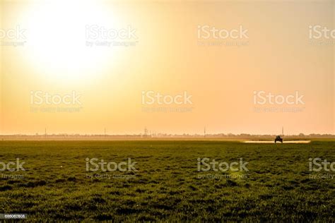 일몰 배경에 트랙터입니다 높은 바퀴 트랙터 젊은 밀에 비료를 만들고 있다 미세 하 게 분산 된 스프레이 화학 물질의 사용
