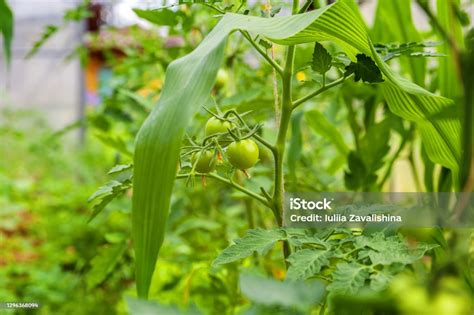 원예 및 농업 개념 온실에서 자라는 유기농 토마토 온실 농산물 야채 식품 생산 0명에 대한 스톡 사진 및 기타 이미지 0명 건강한 식생활 꽃 식물 Istock
