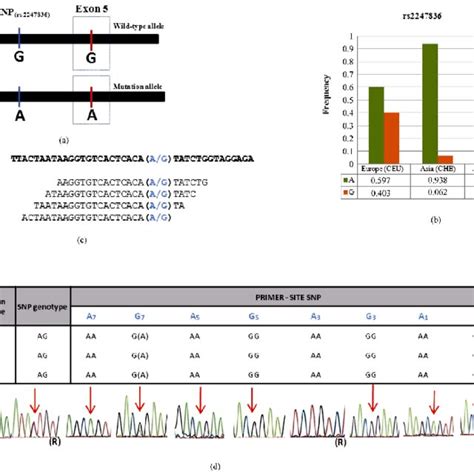 Pdf Consequences Of Primer Binding Sites Polymorphisms On Genotyping