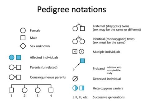 Autosomal Dominant And Recessive Inheritance Flashcards Quizlet