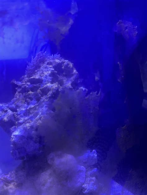 Algae Identification Rreeftank